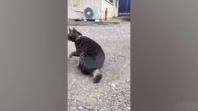 Приколы с котами с озвучкой.