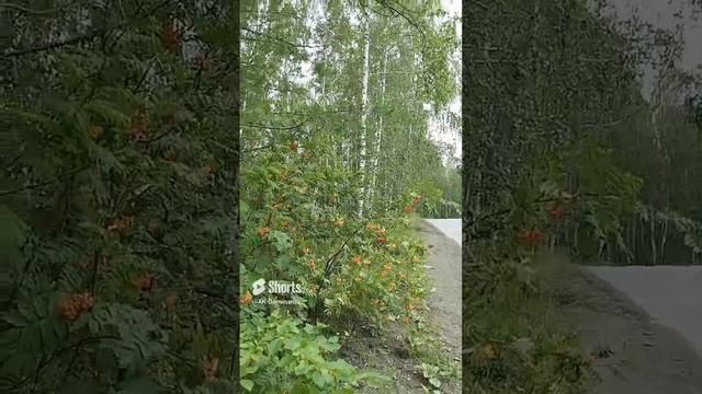 Рябиновые бусы.