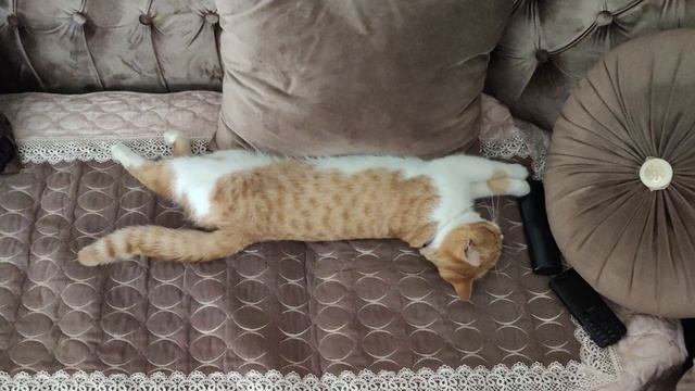 Подобрали котенка зимой на остановке