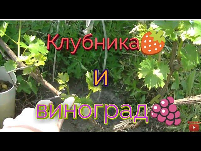 Работа с клубникой и виноградом. Обработка и полив винограда.