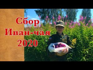 Нашли Иван-чай! Сбор Иван-чая
