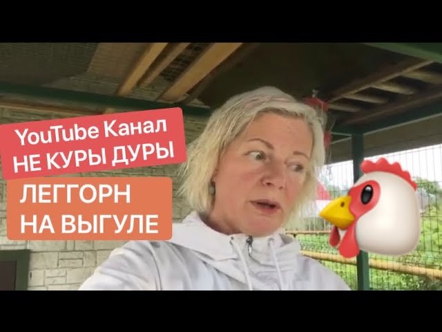 Как просто оборудовать выгул для кур.
