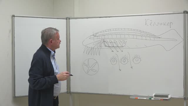 1. Бесчерепные. Зоология позвоночных - Корзун Л. П. Teach-in.