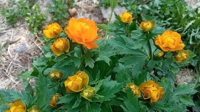 🌸 КУПАЛЬНИЦА АЗИАТСКАЯ🏵 ТАЕЖНЫЕ ЖАРКИ🏵