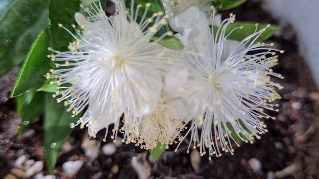 Мирт Персидский зацвел 2ч.