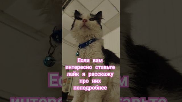 смотреть до конца #кот  #котик #кошка #cat #cutecat #доброеутро