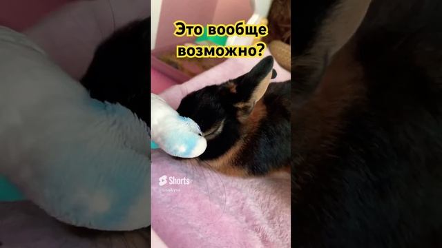 ЭТО ВООБЩЕ ВОЗМОЖНО???