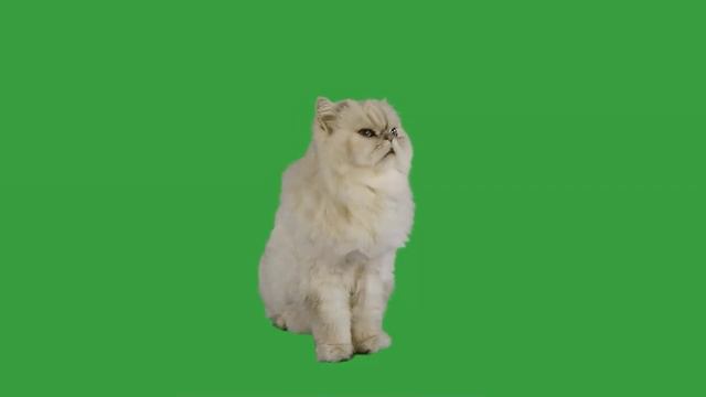 Персидский кот на хромакее