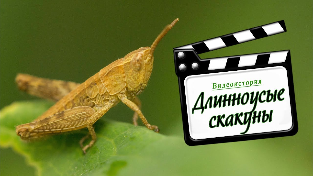 Видеоистория. Длинноусые скакуны. Фауна Беларуси / Микропланета
