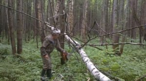 От Вогулки к кедру