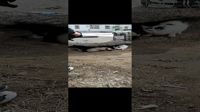 Котятки