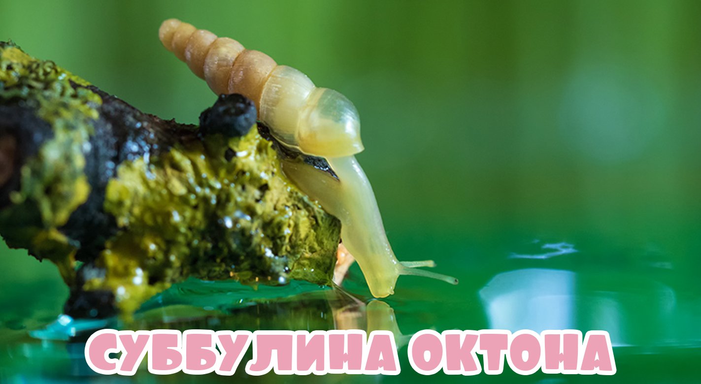 Улитки Суббулина Октона. Красивые малипуськи. Макро.