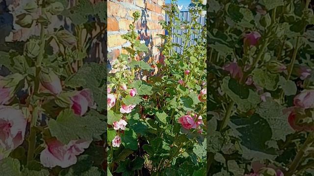 Мальвы солнечным утром