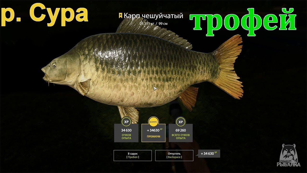 Русская рыбалка 4 / р. Сура / Карп чешуйчатый (трофей)