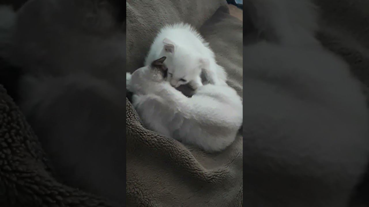 обнимашки