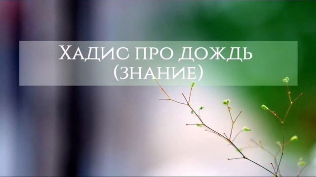 Хадис про дождь ( знание ) |  Марат абу Зарр