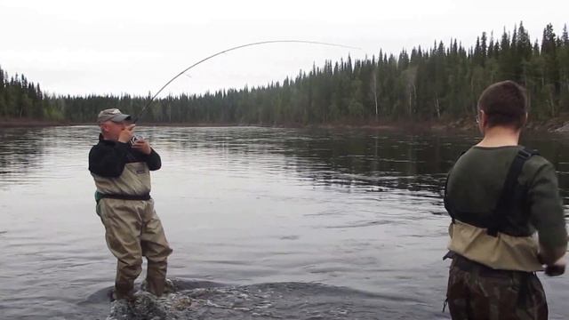 Вываживание семги