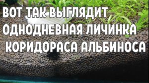 Вот такие смешные головастики—  личинка/малёк Коридораса Альбиноса. Albino Corridoras fry