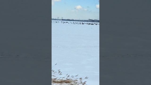 На Финском заливе!