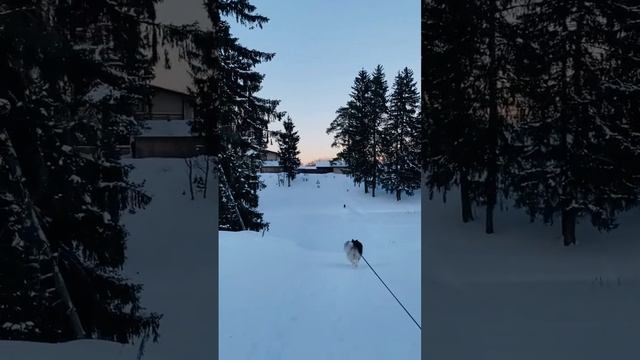 Могучий ездовой Хась????❄️30 кг на 45?#катаемся #strongdog #husky #youtube
