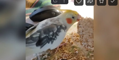 Тоша и хлебец.