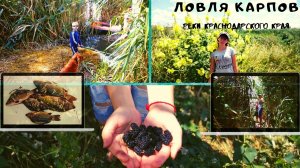 РЫБАЛКА НА ДИКАРЕ (КАРПЫ, АМУРЫ КРАСНОДАРСКИЙ КРАЙ)