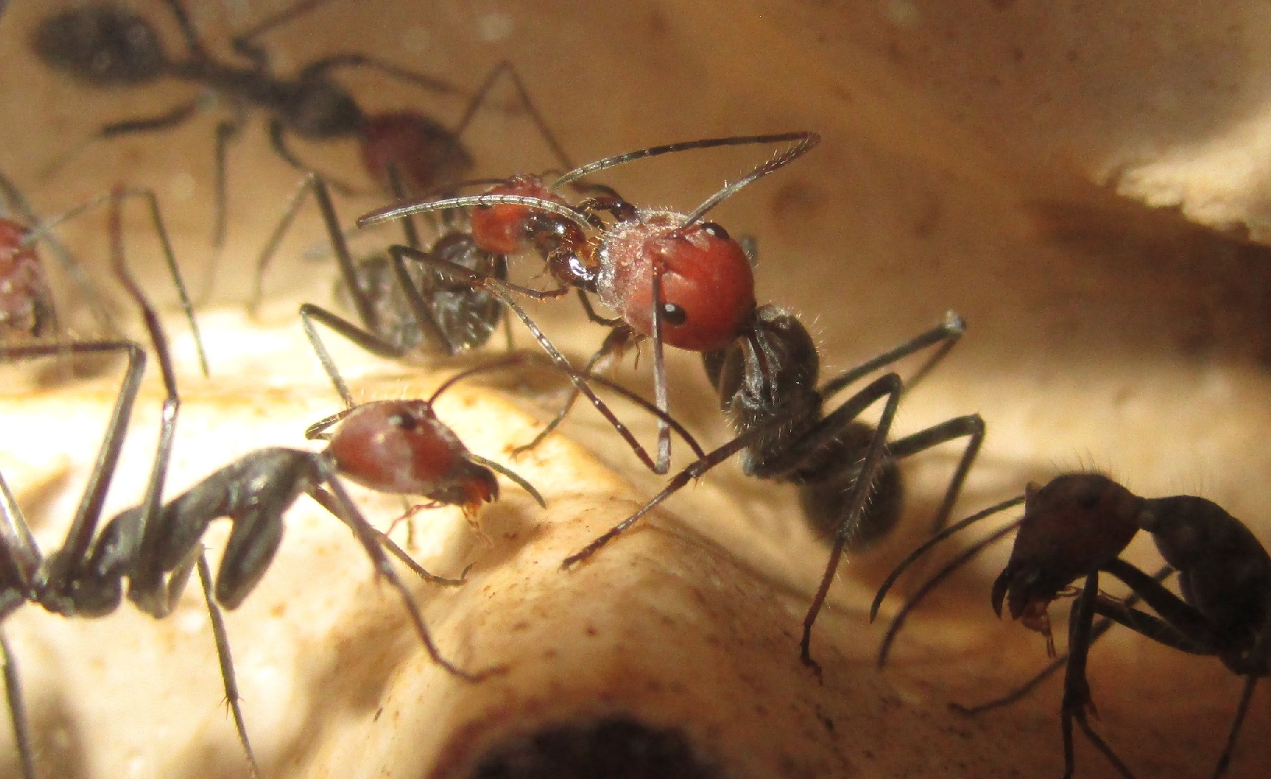 Социальное взаимодействие муравьёв Camponotus singularis, трофаллакис..mp4