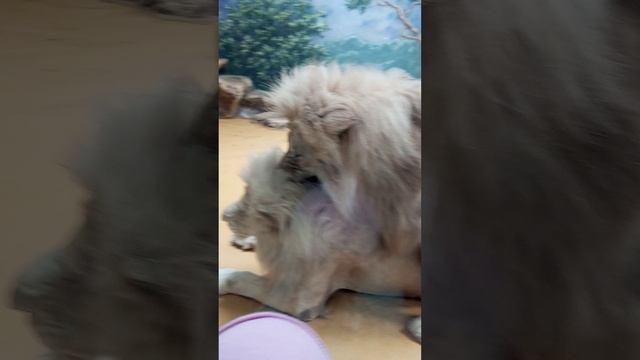 Потрясающие львы альбиносы в Казанском зоопарке