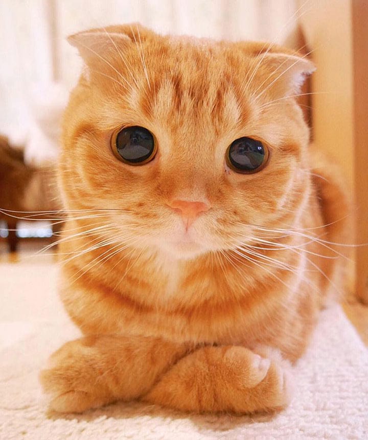 котики из тик-ток...