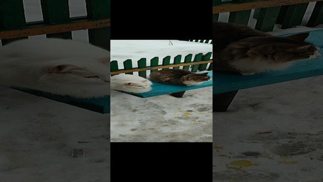 Парочка твикс котики - хорошо сидим)