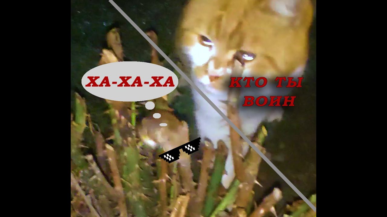 Кот воин Cat warrior