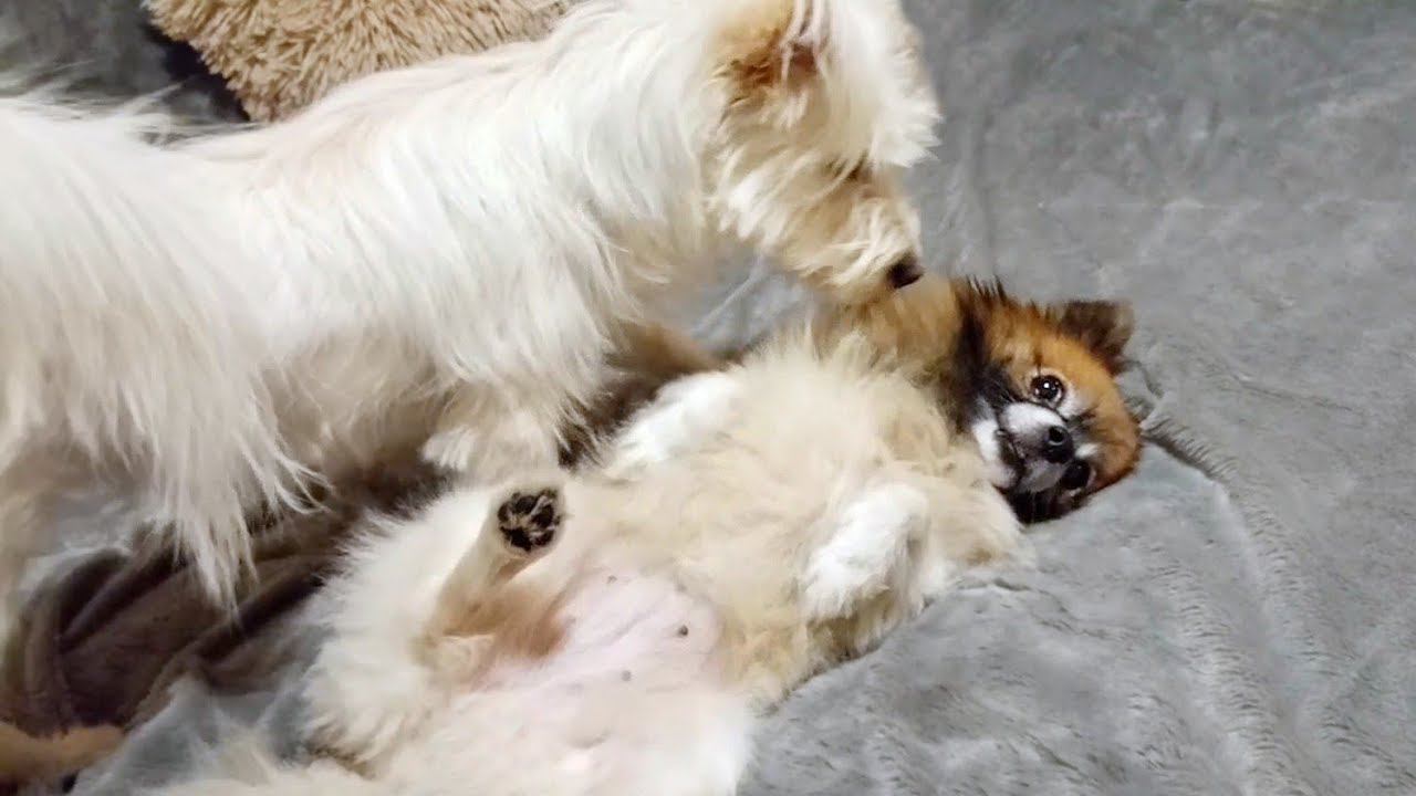 Немножко рыка и МНОГО МИЛОТЫ :) Эльза и Джоли, отдых после прогулки