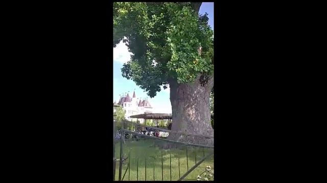 волшебный дуб, давайте вместе загадаем желание