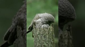 Совушки