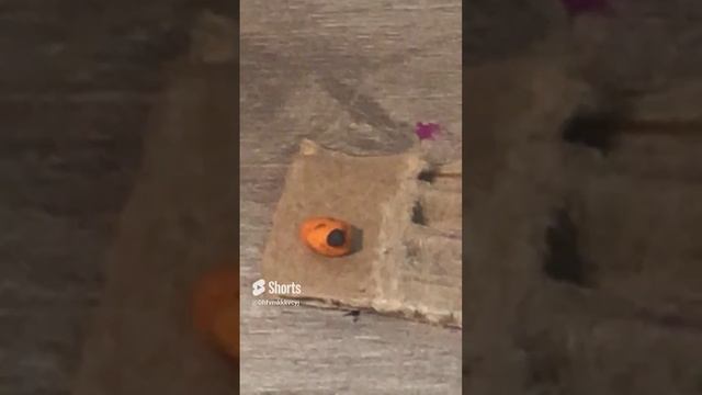 Лайфхак как испортить жизнь муравью