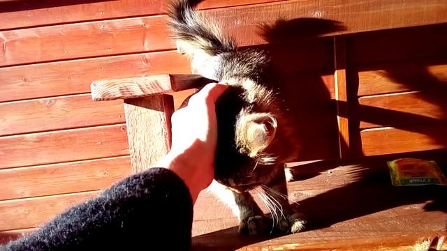 Кошечка от удовольствия лапками перебирает