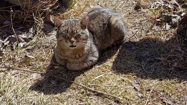 Незванный гость