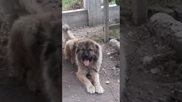 кавказская овчарка