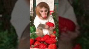 Обезьянка такая имбуля просто лютая
Ставь лайк еее