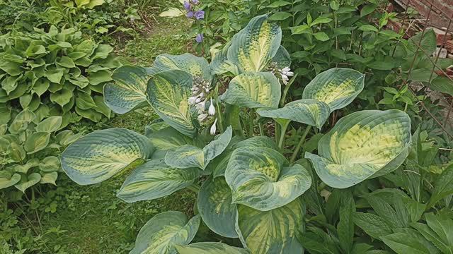 24.06.24 Хосты Amalia, Valley's Ruffle Shuffle, Beckoning, Simply Sharon, First Blush  и др.