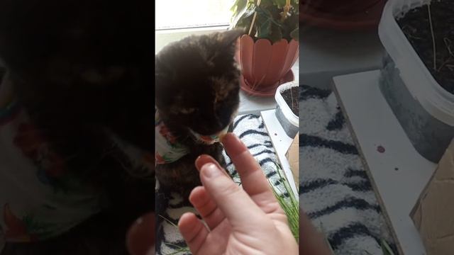 Кошка после стерилизации и светлый жир из Чёрной Львинки