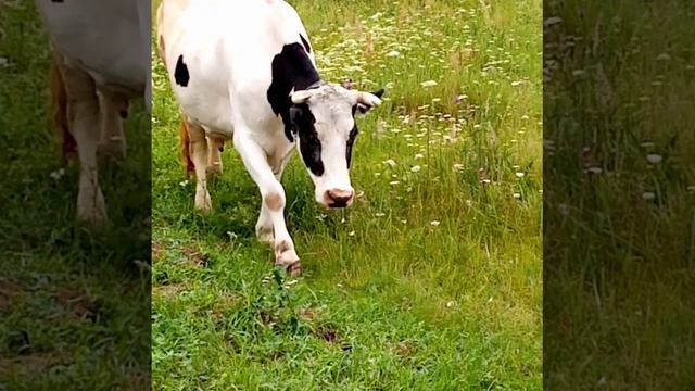 На лугу пасутся ко....mp4