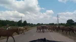 Лошади Виталика