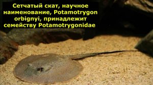 Cетчатый скат, научное наименование, Potamotrygon orbignyi, принадлежит семейству Potamotrygonidae