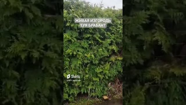 Живая изгородь из туи Брабант.