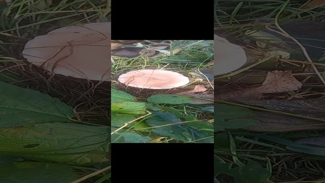 ❗Синеножки пришли за мной❗ #shorts #short #video #shortsvideo #nature #fun #funny #грибы #природа