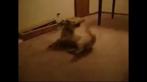 Смешные животные 2016 | ПОДБОРКА | СМЕШНО ДО СЛЁЗ 2016!!! | Funny Animals compilation