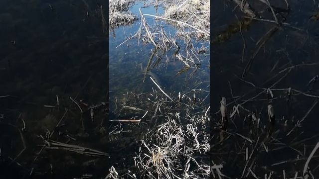 Рыбалка весной. Щука вышла погреться на мель.