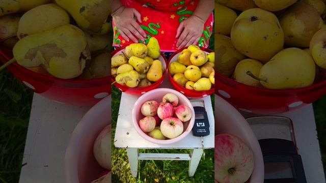 Груши и яблоки из Чернобыля!!!#юмор #бабауля#анекдоты