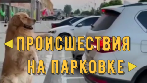 Происшествия на парковке - \не успел тронутся уже ДТП\тележка атакует\газон не пускает\